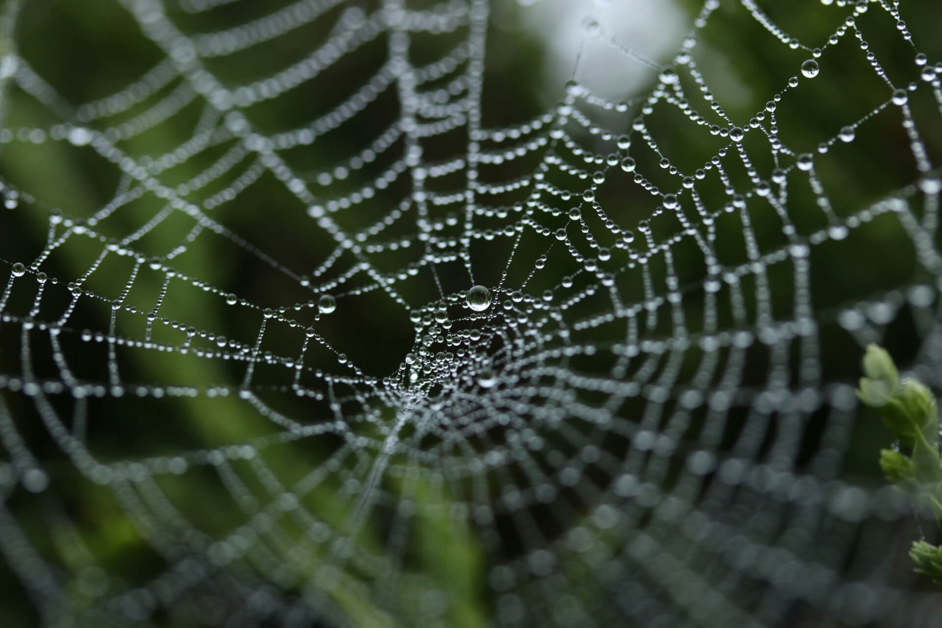 Spectacular Silks: 10 Types of Spiderwebs - Environment