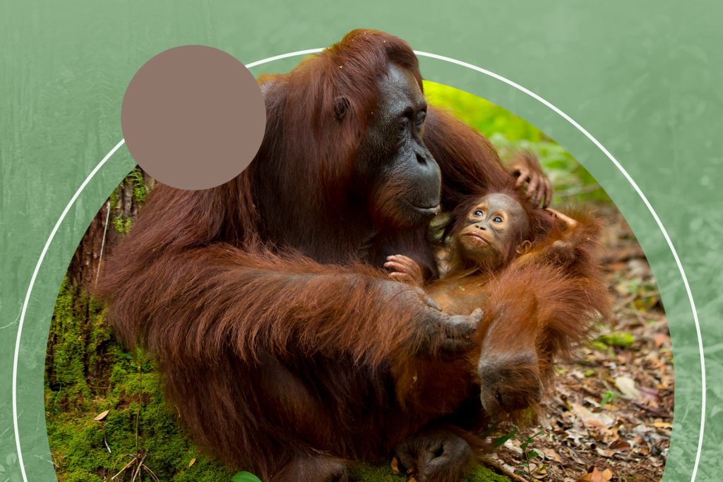 The Effects of Endangered Species - Environment Co