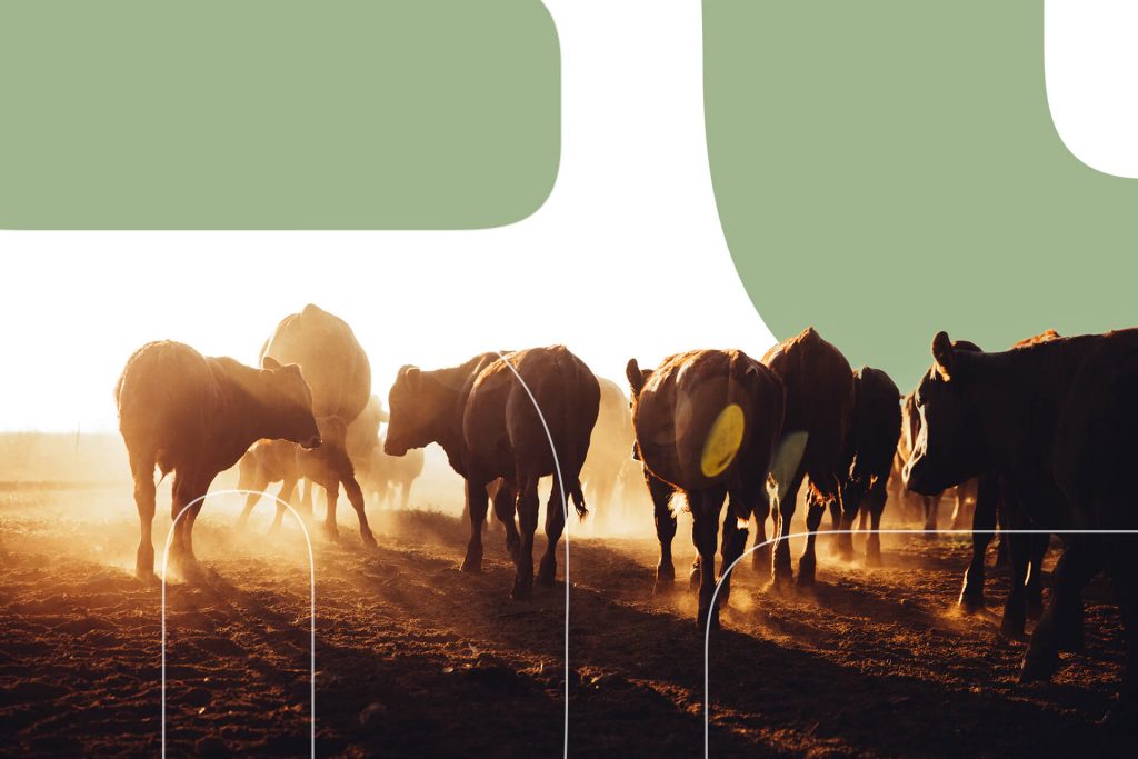 Animal Agriculture and Climate Change: What's the Connection ...