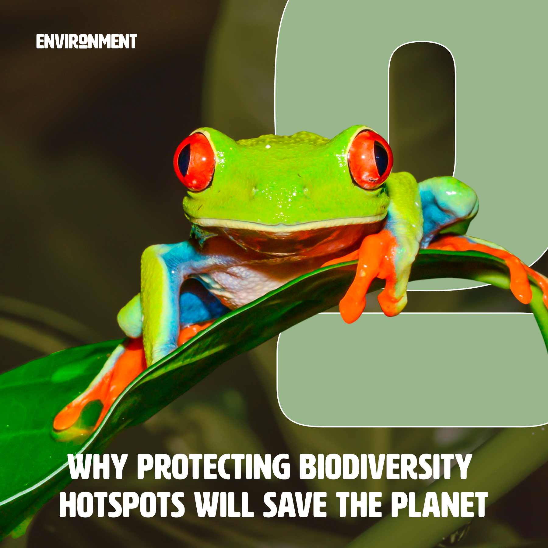 Why Protecting Biodiversity Hotspots Will Save the Planet - Environment Co