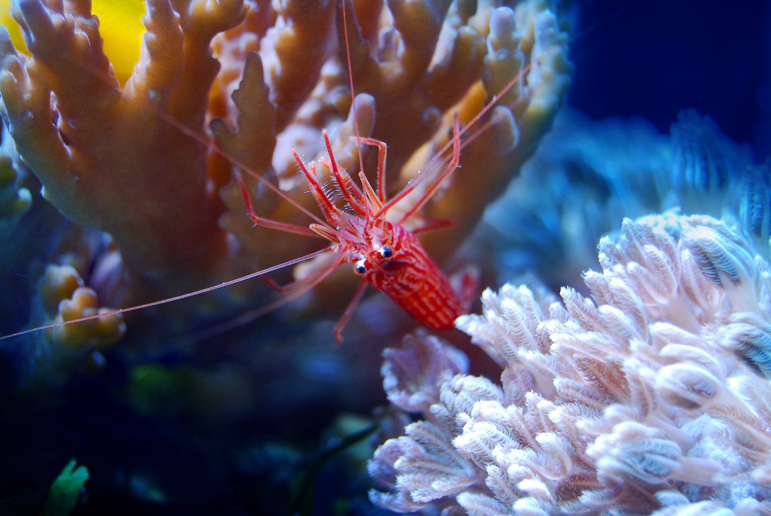 Life On Earth: 5 Types of Habitats - Environment Co