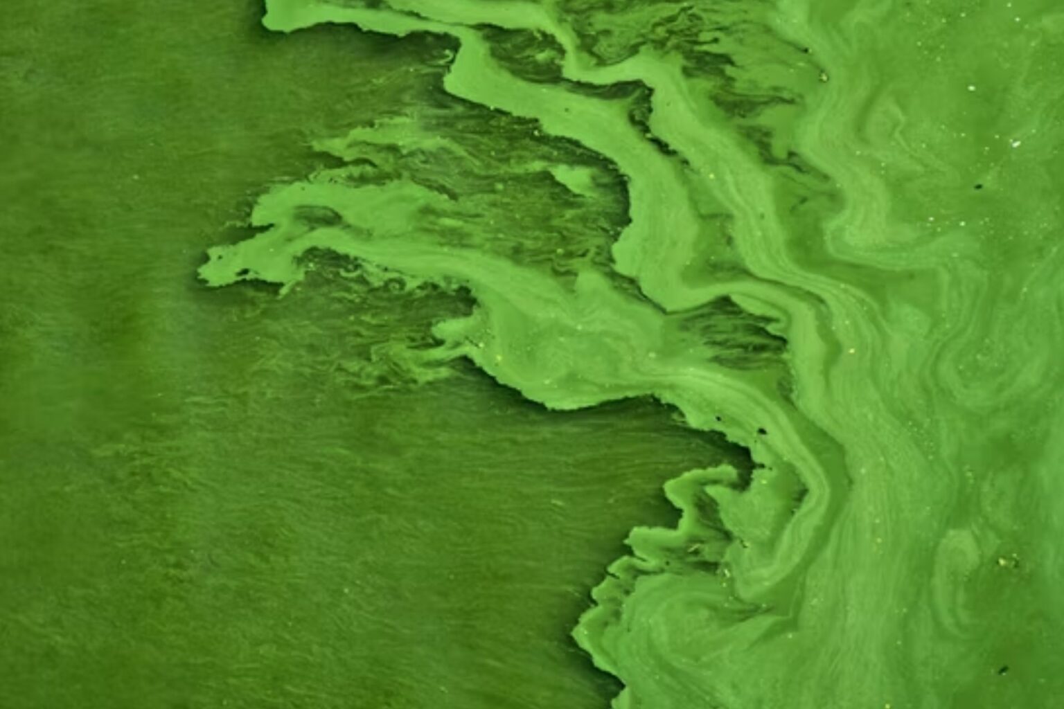 What is Cultural Eutrophication? - Environment Co