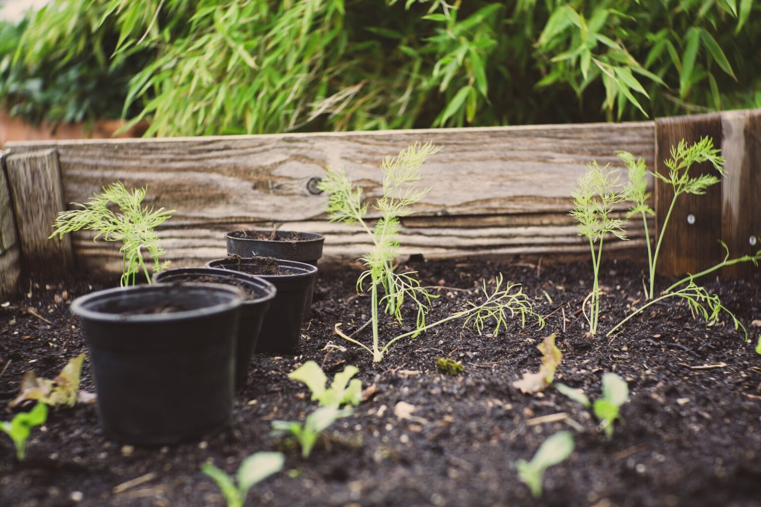 Companion Planting Guide: What Herbs Should Be Planted Together ...