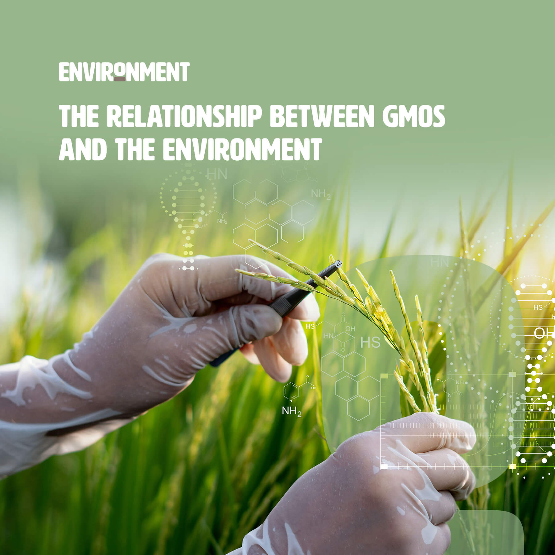 The Relationship Between GMOs and the Environment - Environment Co