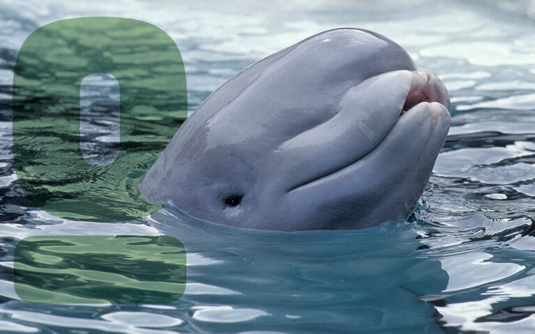 The 5 Most Endangered Arctic Animals and How You Can Help