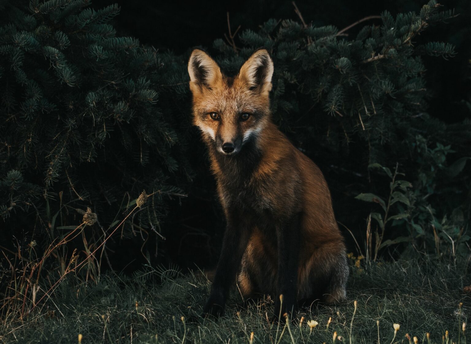 Overhunting Animals: Causes, Effects and Potential Solutions ...