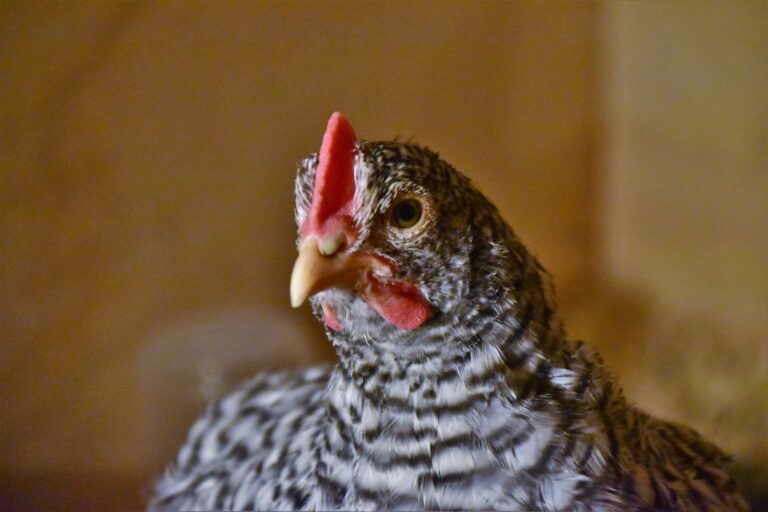 13 of the Best Backyard Chicken Breeds (And Why You Should Raise Them ...