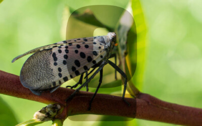 The Inevitability of Invasive Species: The Spotted Lanternfly in 2023 ...