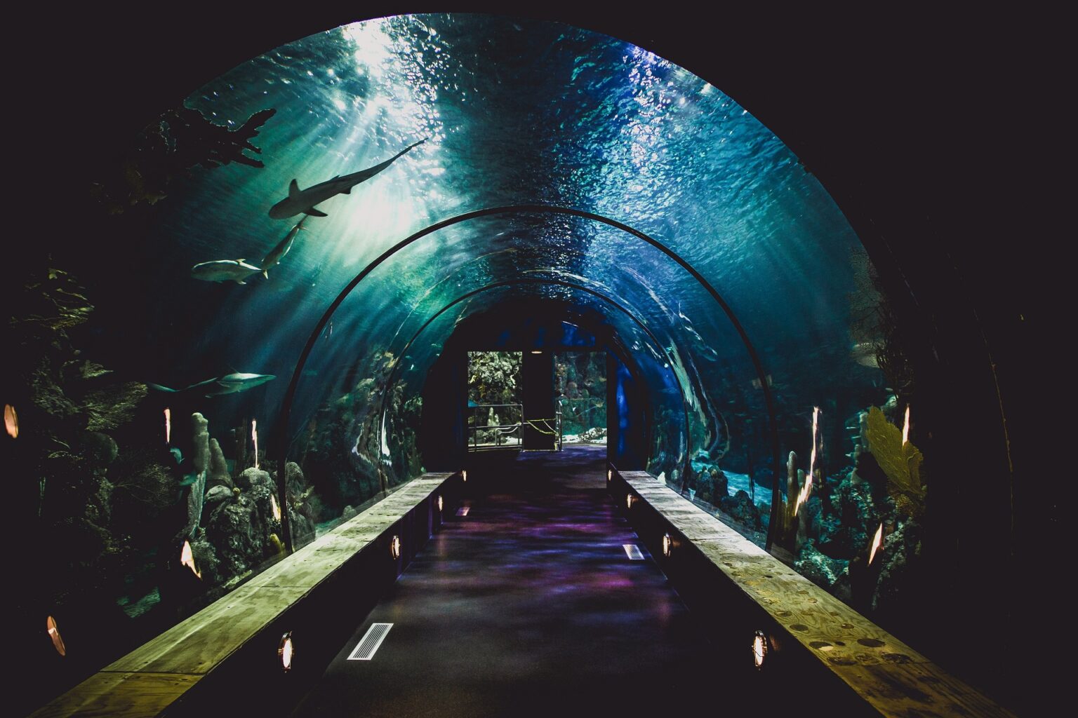 Keeping Fish in Captivity: Are Aquariums Ethical? - Environment Co