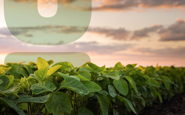 10 Advantages and Disadvantages of Monoculture Farming - Environment Co