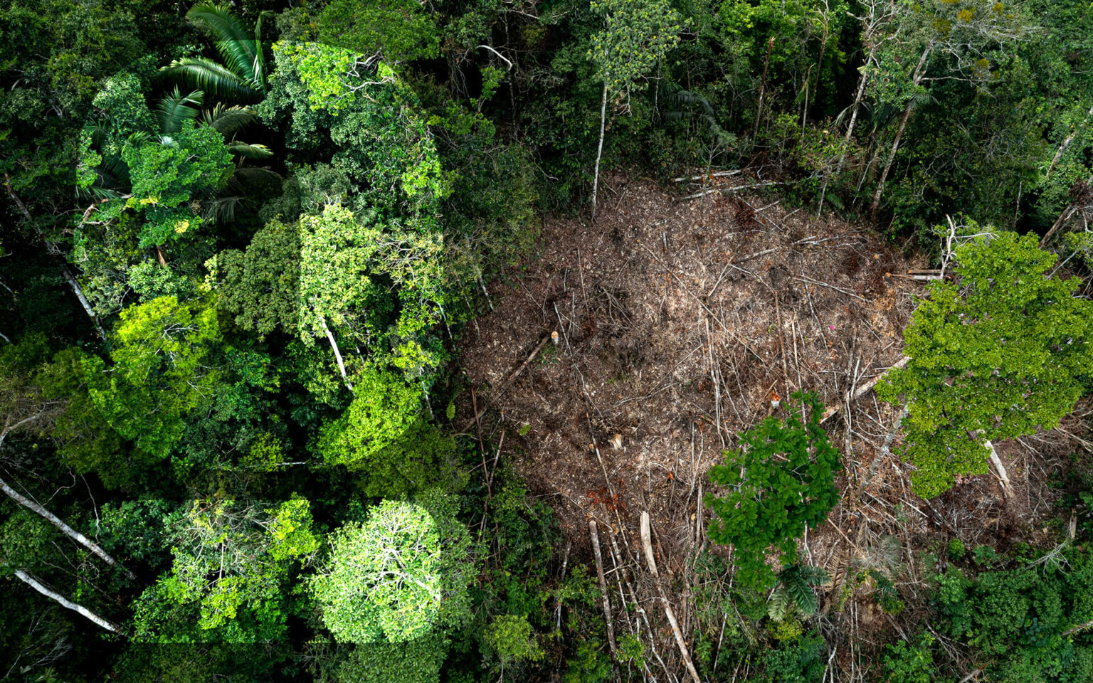 10 Common Endangered Species Causes and What You Can Do - Environment Co