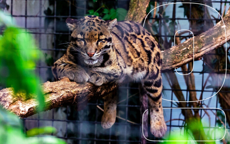 What Are the Pros and Cons of Zoos for Wildlife Conservation ...