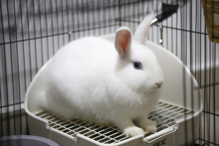 How to Raise Rabbits as Eco-friendly Pets - Environment Co
