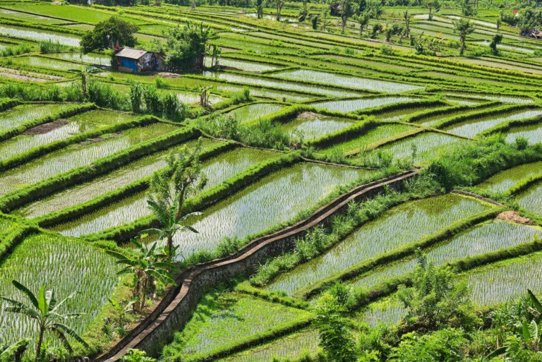 How and Where Does Rice Grow? - Environment Co