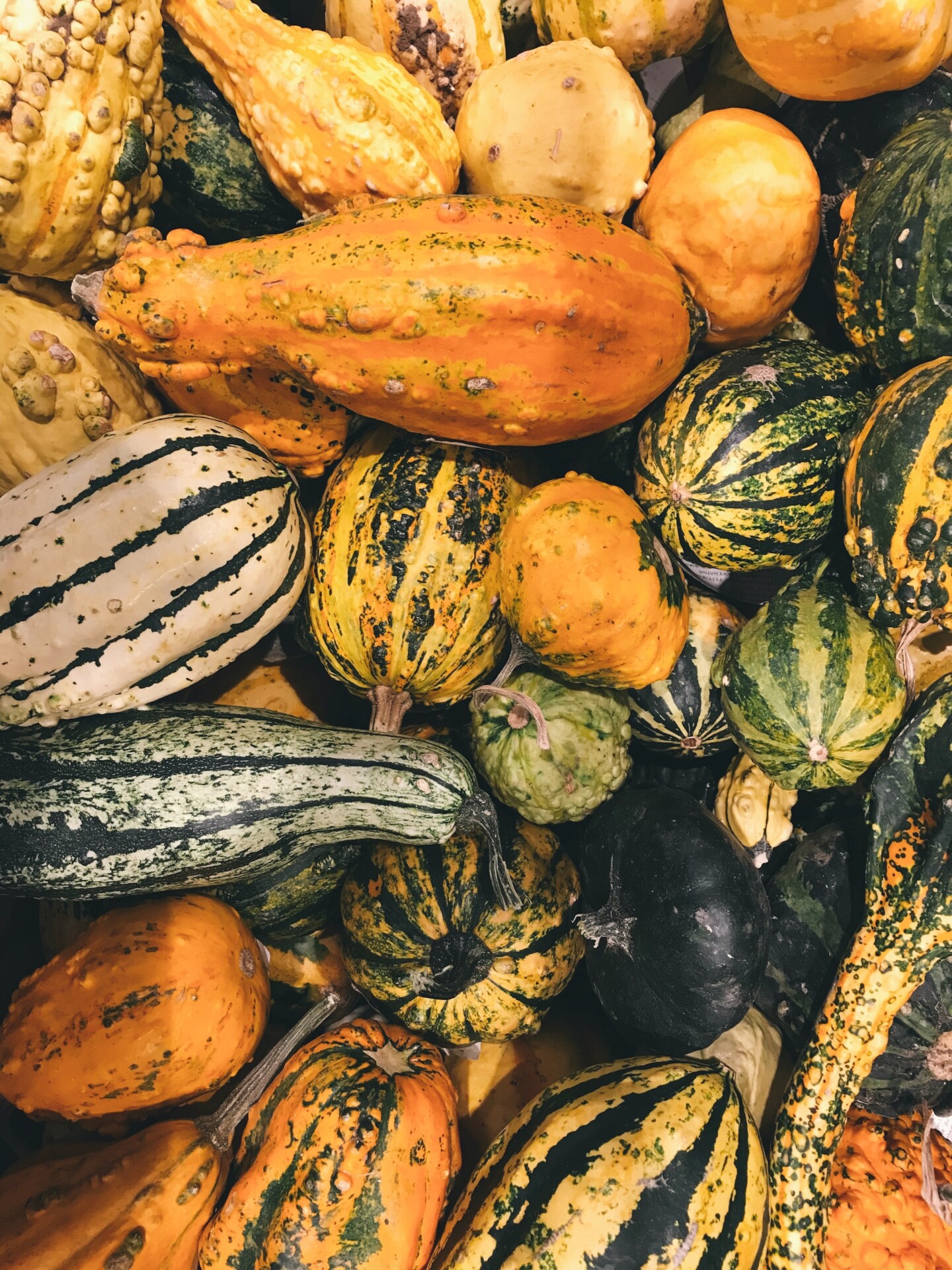 What Is a Vegetable Marrow? - Environment Co