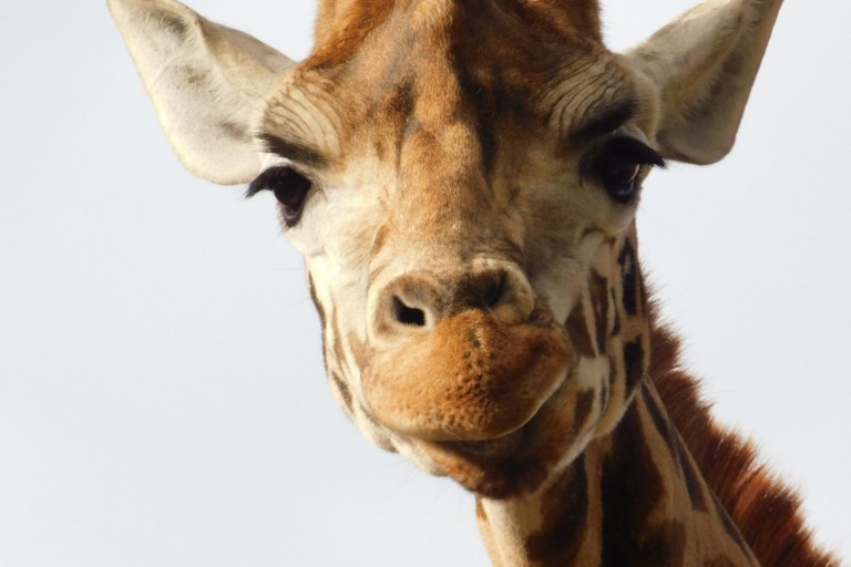 Why Helping Animals Is Important to Saving the Planet - Environment Co