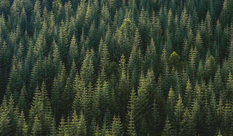 8 Solutions to Deforestation Besides Planting More Trees - Environment Co