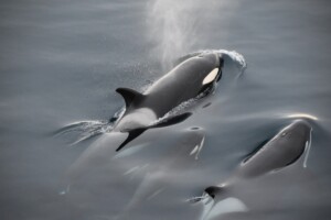 The Orca Language: FAQ on Dialects and Complexity - Environment Co