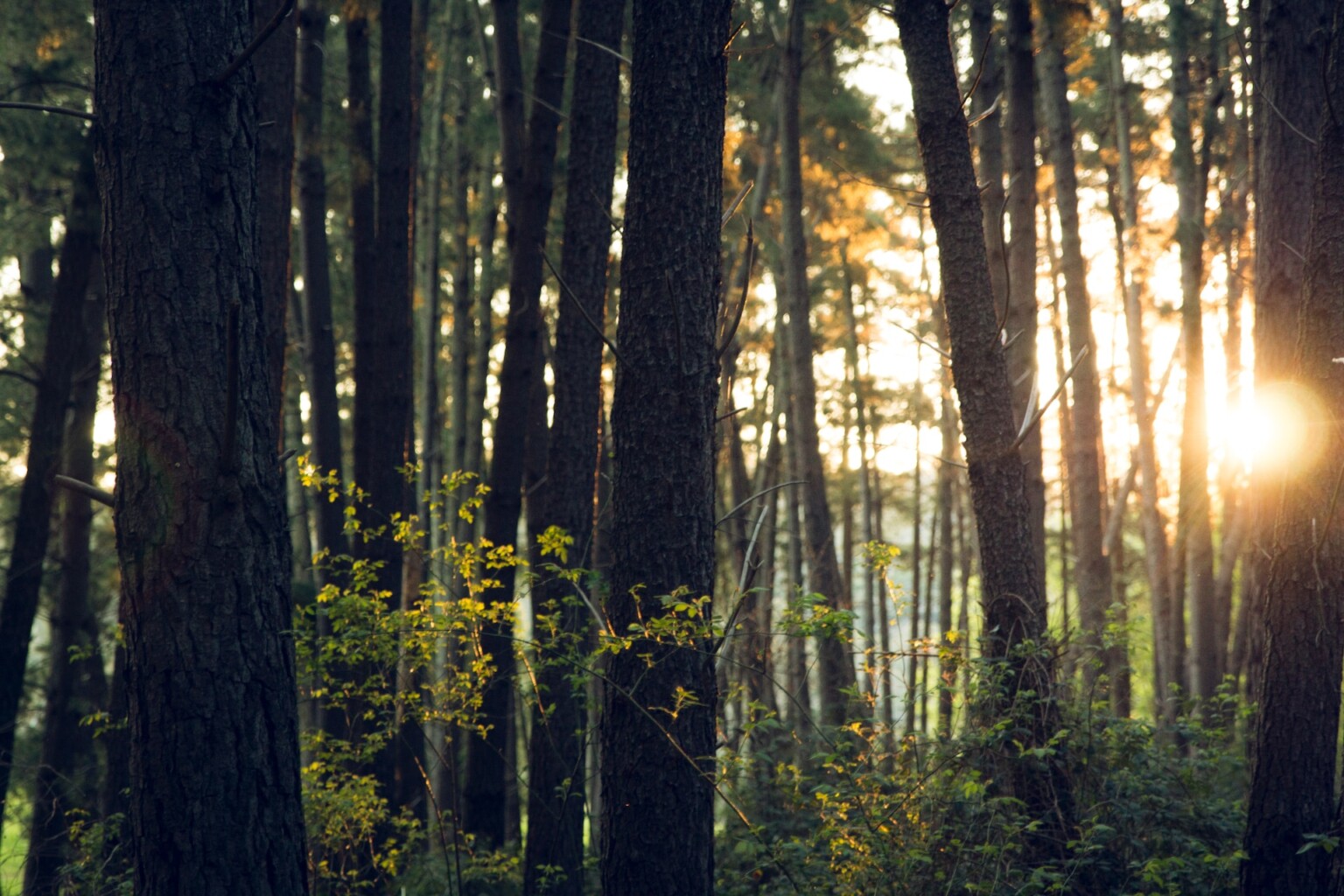 20 Environmental Quotes That Inspire Action - Environment Co