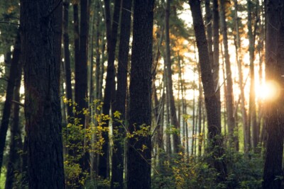 20 Environmental Quotes That Inspire Action - Environment Co