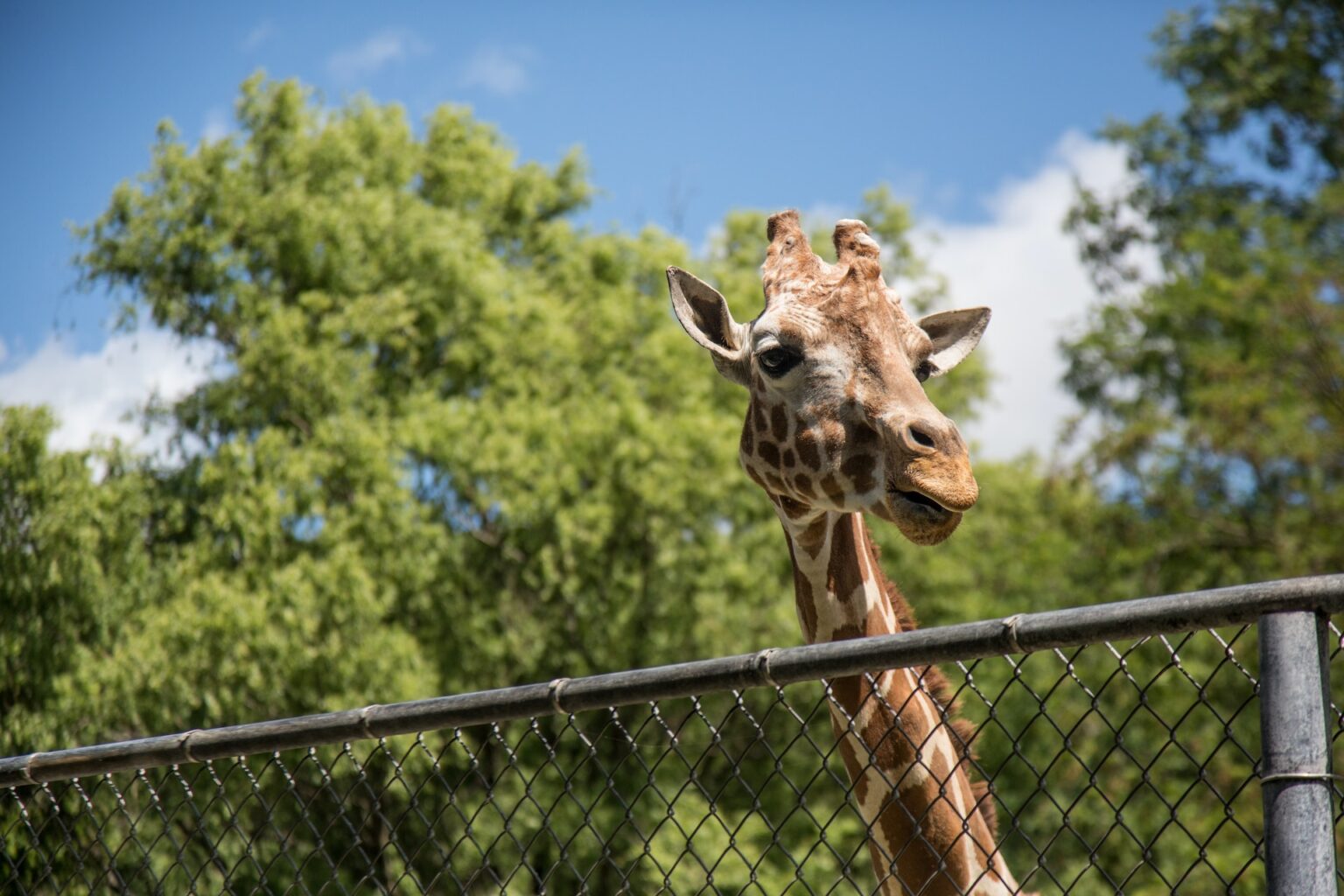 Why Zoos Are Bad for Animals: A Complex Topic - Environment Co