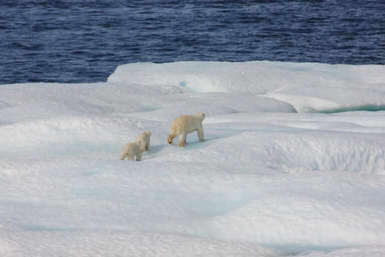 How Are Polar Bears Affected By Climate Change? - Environment Co