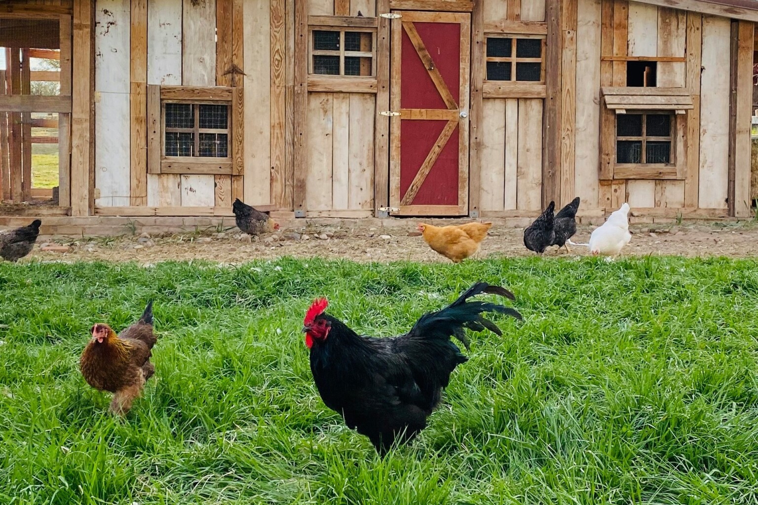 10 of the Best Backyard Farm Animals - Environment Co