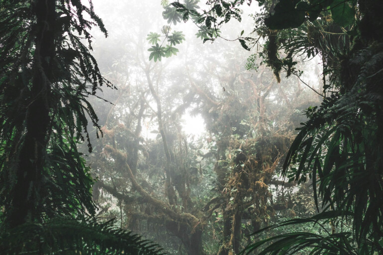 What Is a Cloud Forest? Definition, Destinations, and Destruction ...