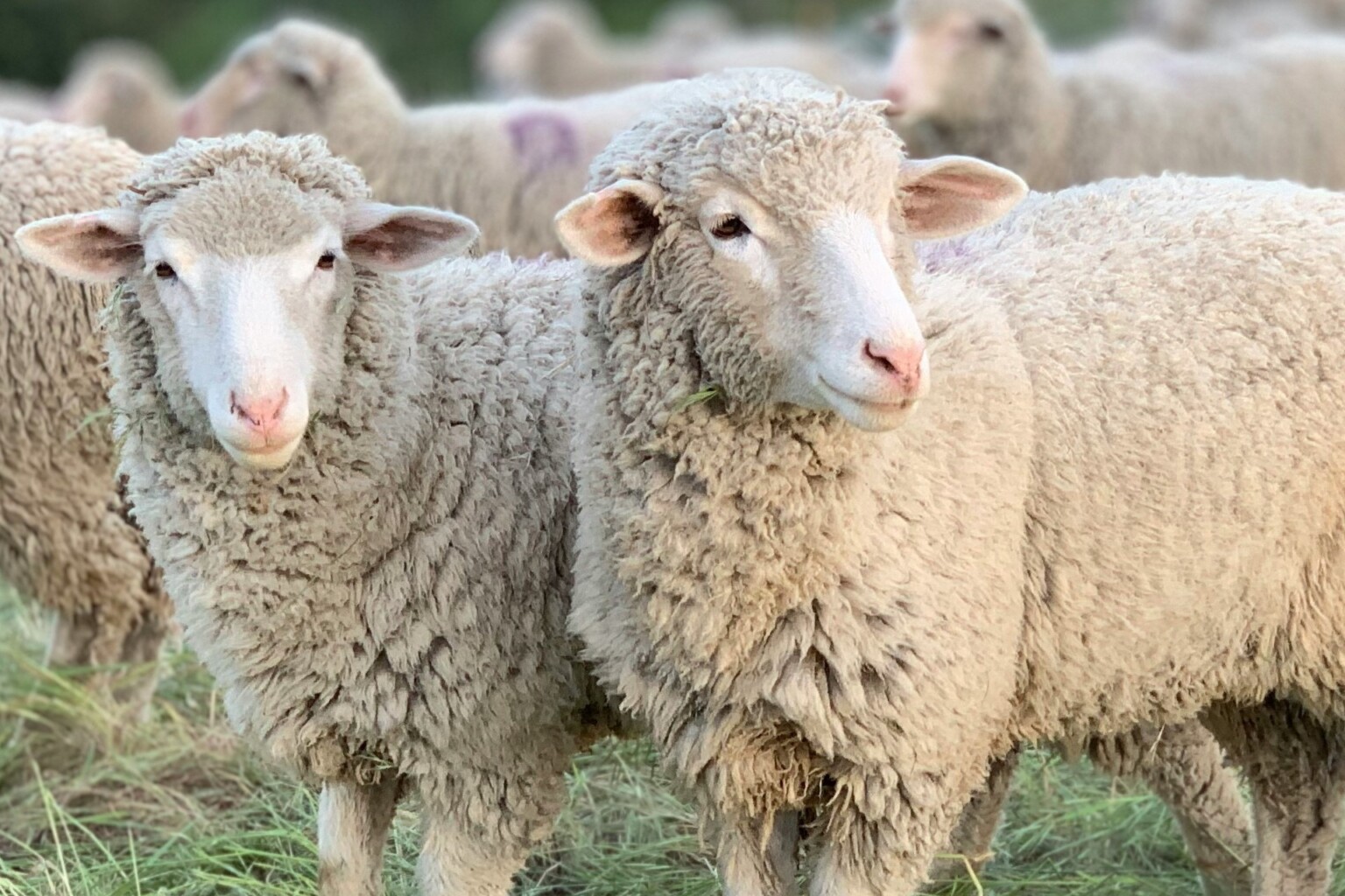 Raising Sheep for Beginners: A Comprehensive Care Guide - Environment Co