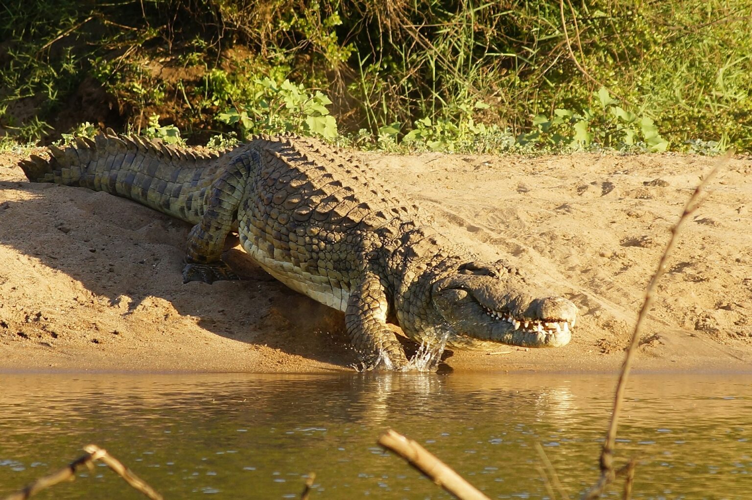 The Fascinating Crocodile Life Cycle - Environment Co