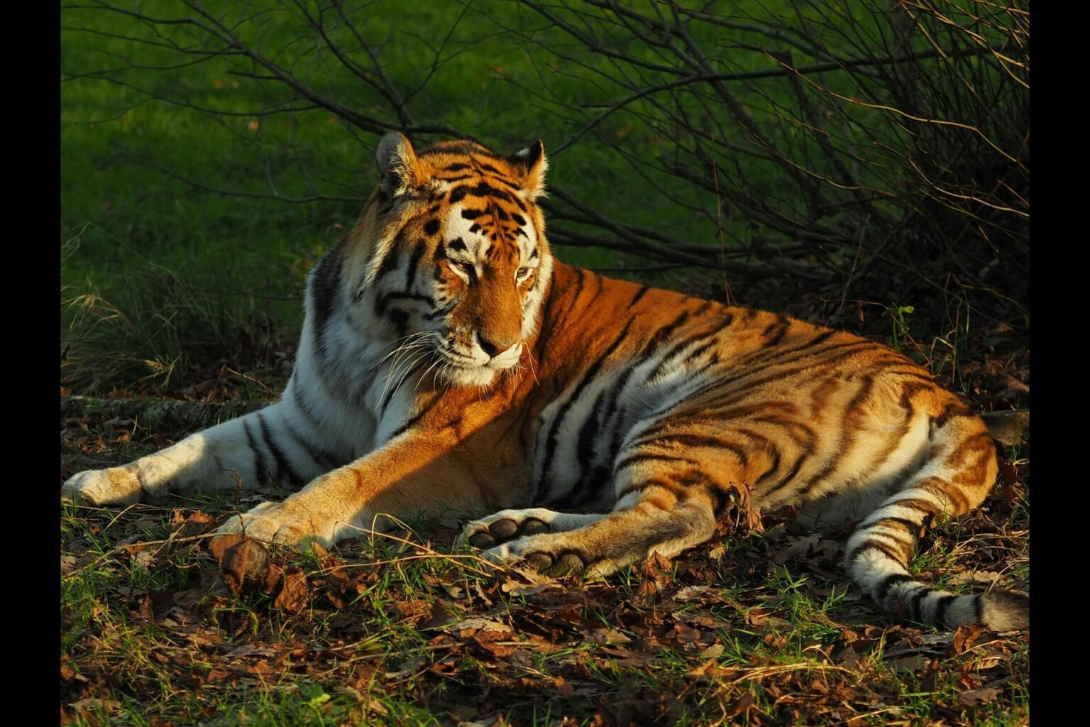 Breeding Programmes for Endangered Species: What Goes Into Rebuilding ...