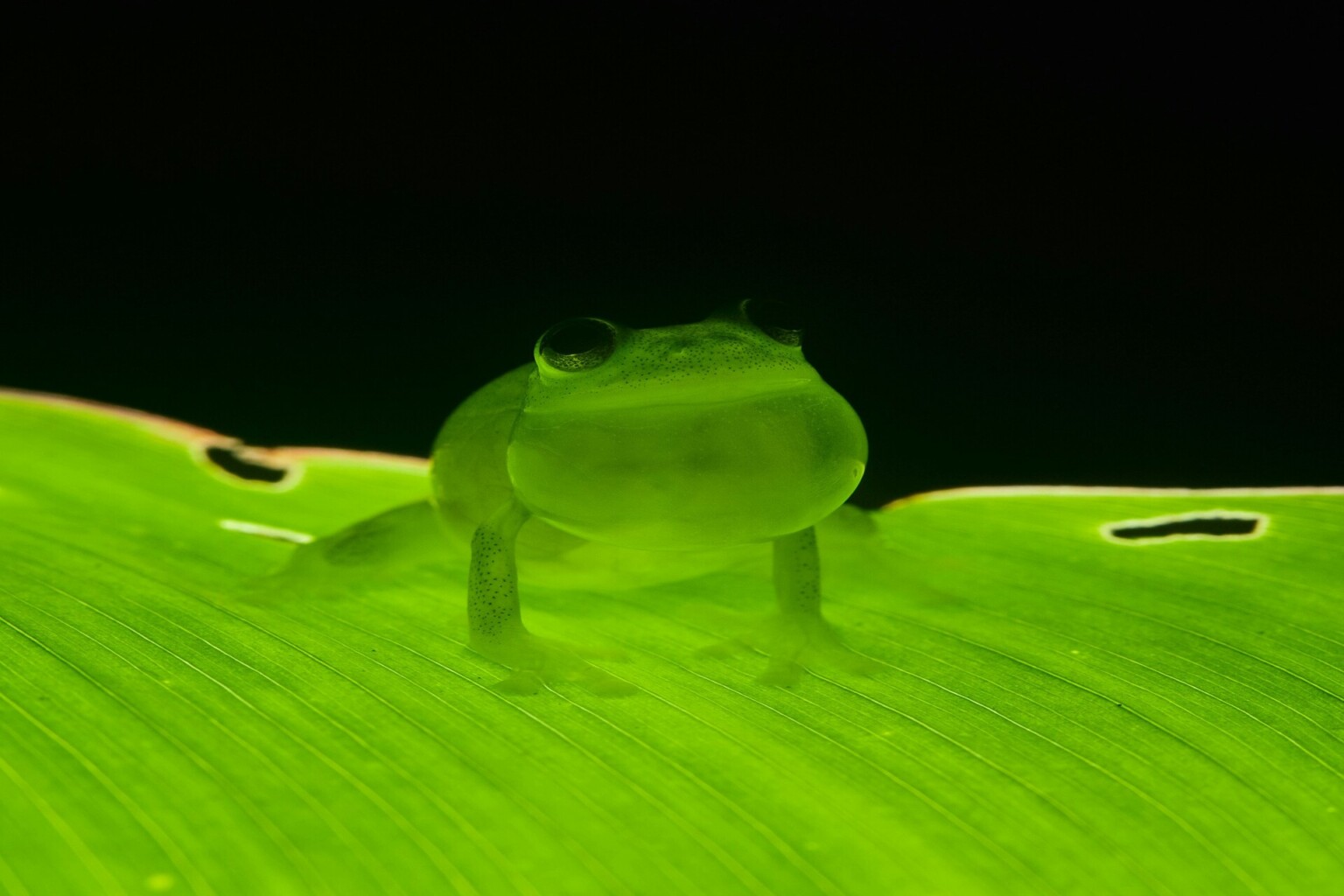 Why Conserving the Glamorous Glass Frog Must Begin Now - Environment Co