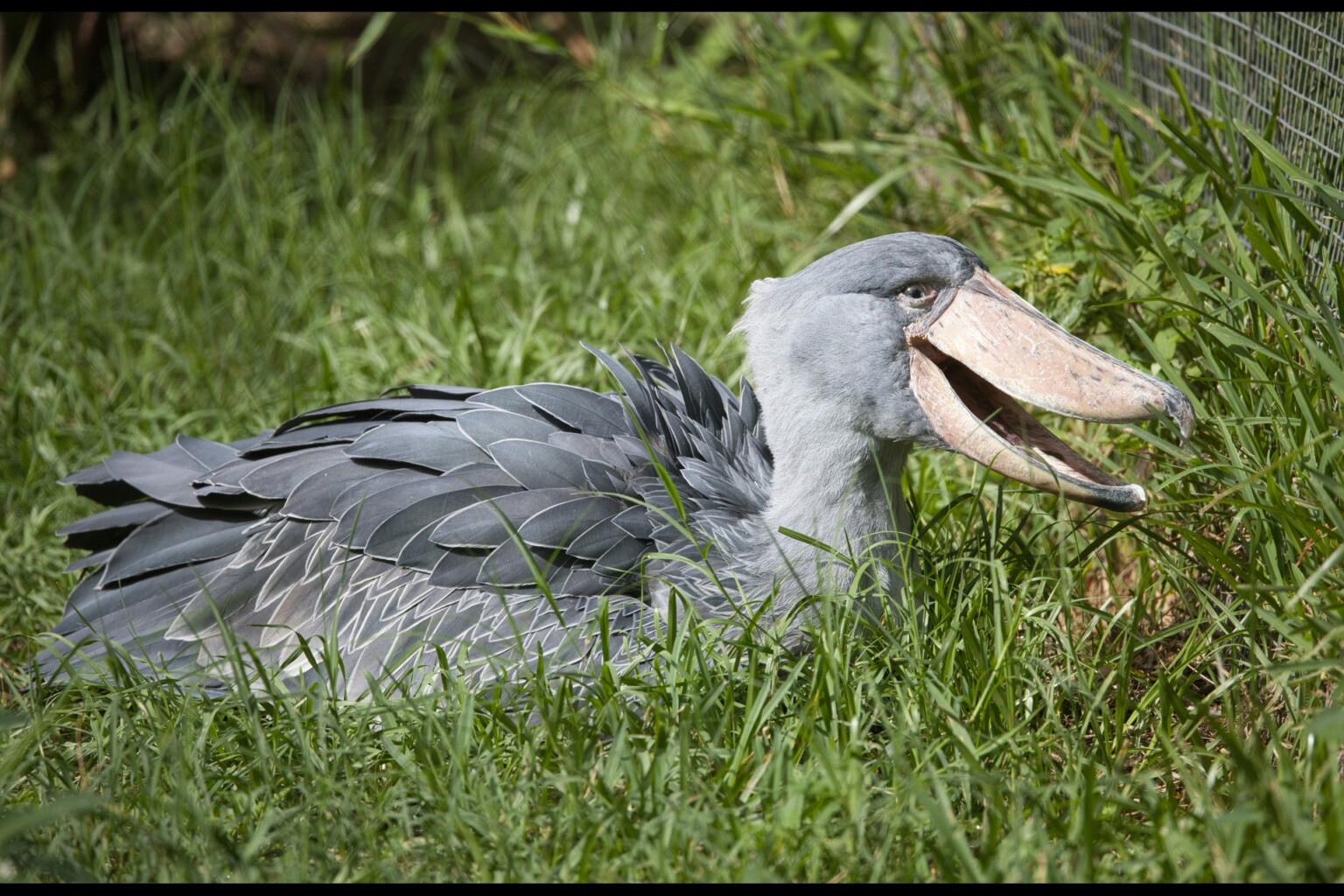Shoebill Stork Sound: The Dinosaur Call of the Wetlands - Environment Co