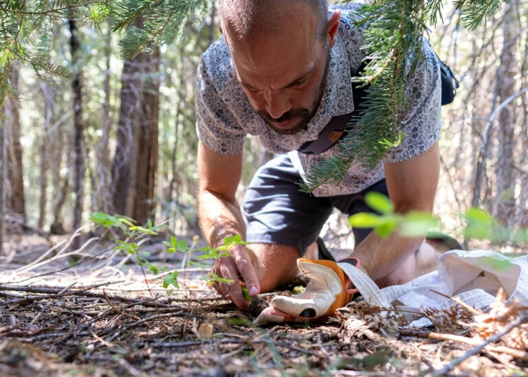 How to Forage: A Beginner’s Guide to Finding Food in the Wild ...