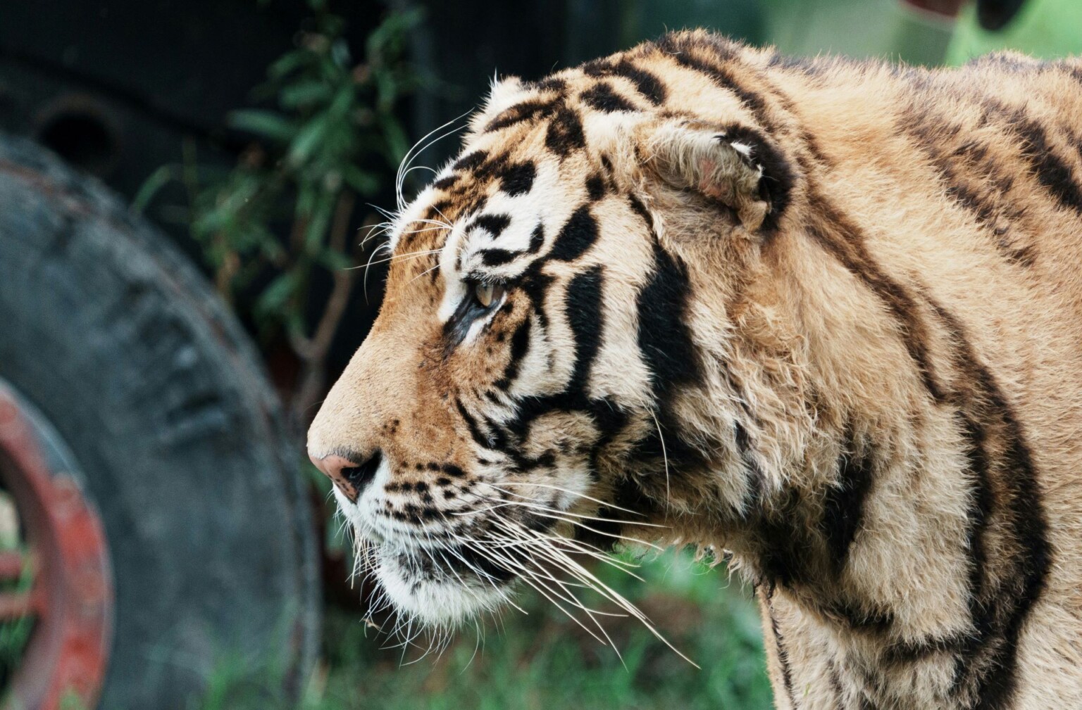 How Many Tigers Are Left in the World? And Other FAQ - Environment Co